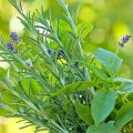 Toscanol Fragrances with free shipping–Fragrenza